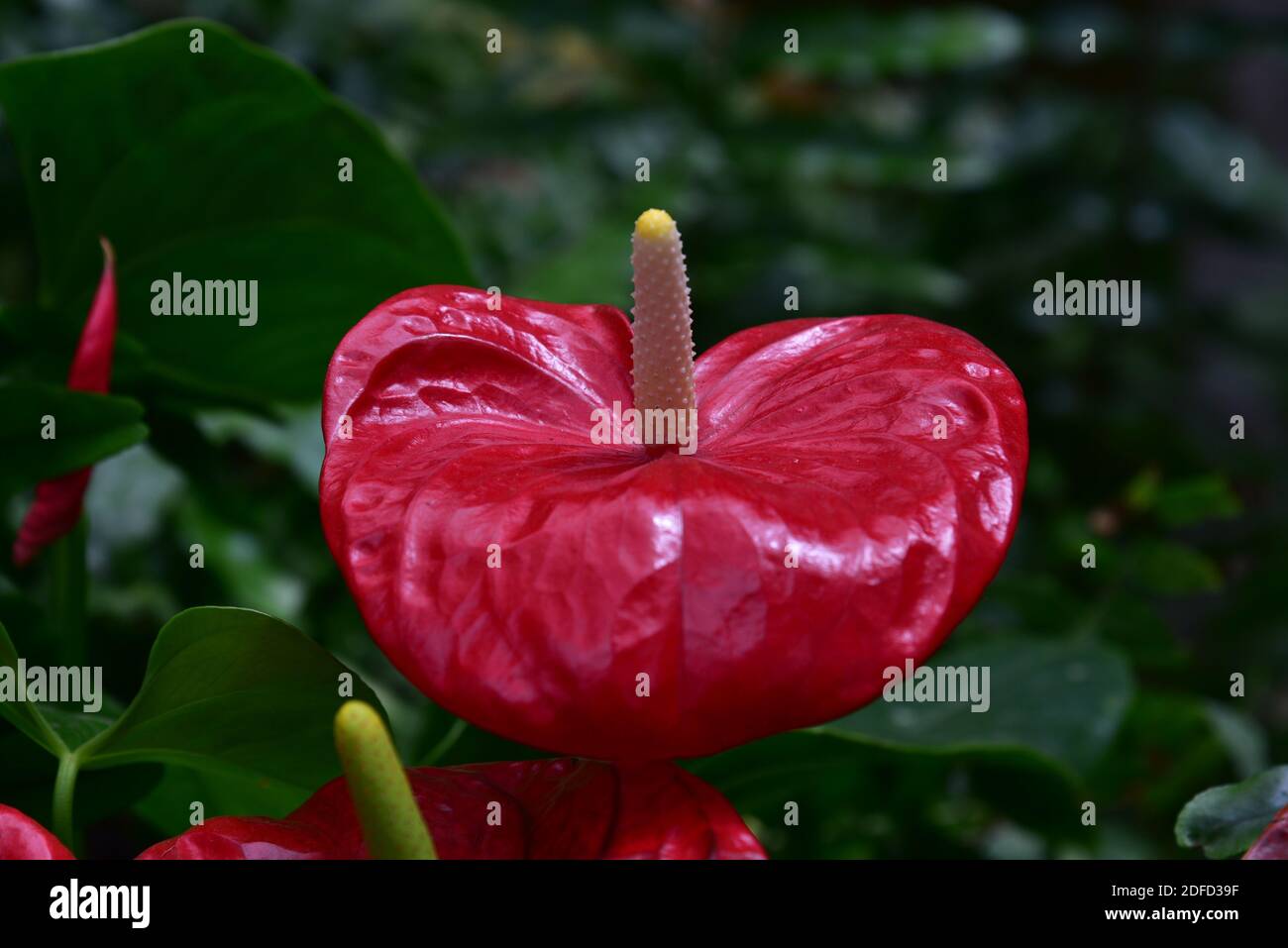 Red anthurium flower close up. flower red feces Stock Photo - Alamy