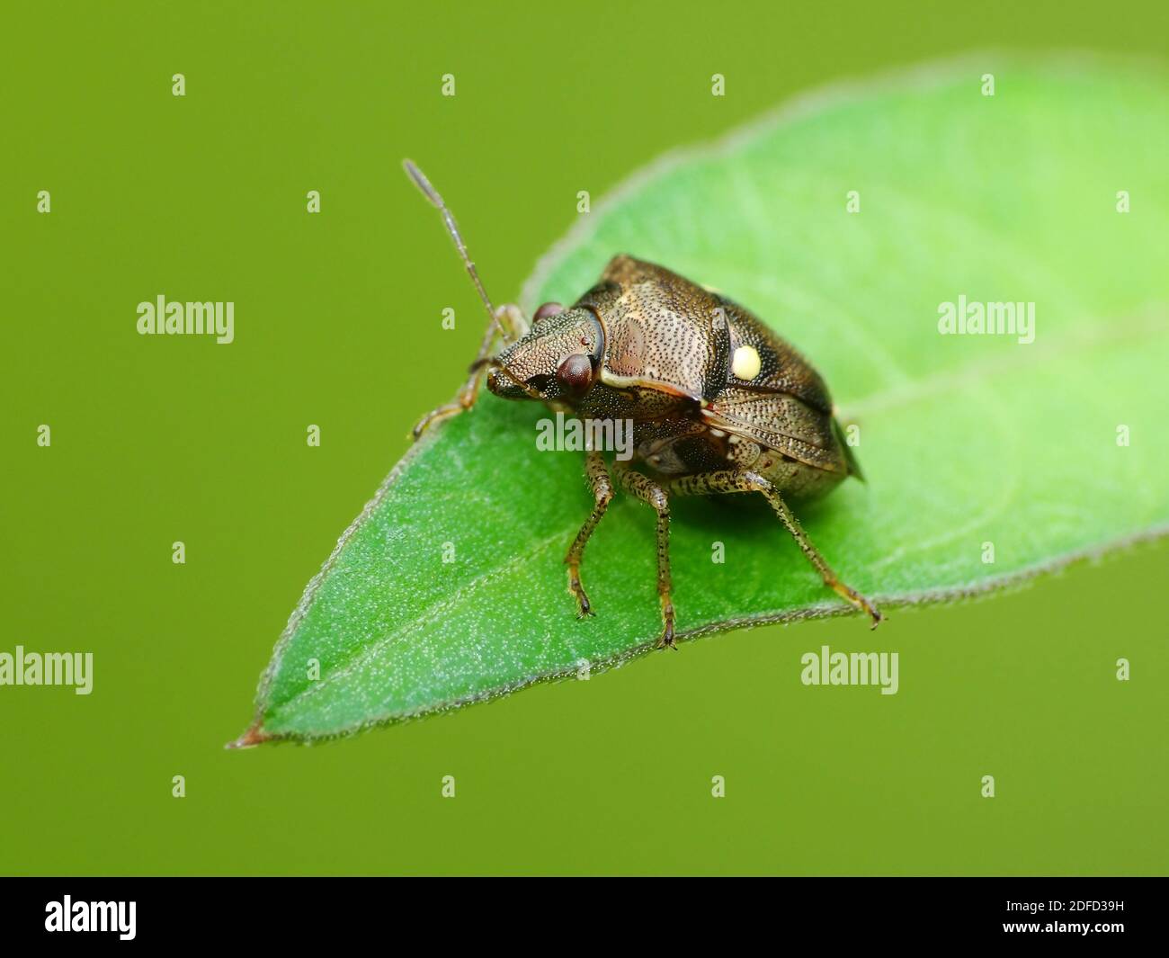 Insect activity in daily life Stock Photo - Alamy