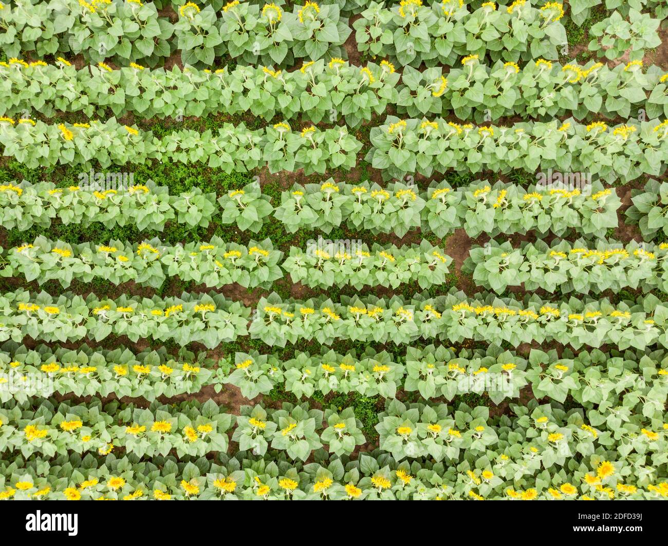 Aerial top down view sunflower hi-res stock photography and images - Alamy