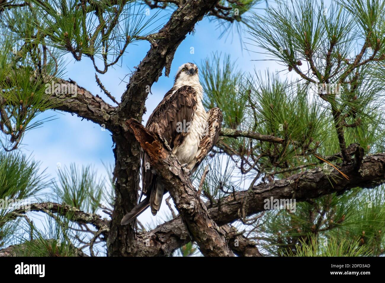 Osprey on pine hi-res stock photography and images - Alamy
