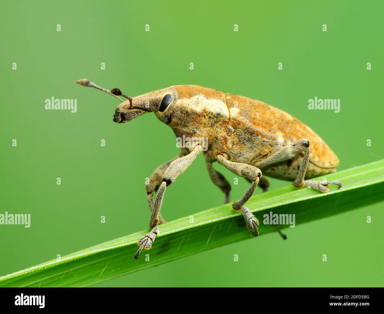 Insect activity in daily life Stock Photo - Alamy