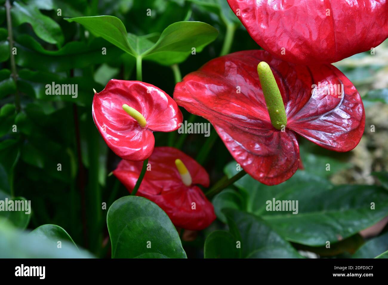 Feces flower hi-res stock photography and images - Alamy