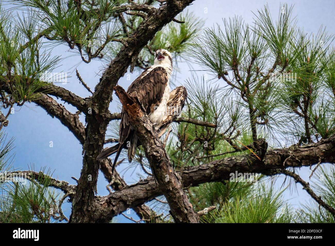 Osprey calling while perched up high on a pine tree branch Stock Photo ...