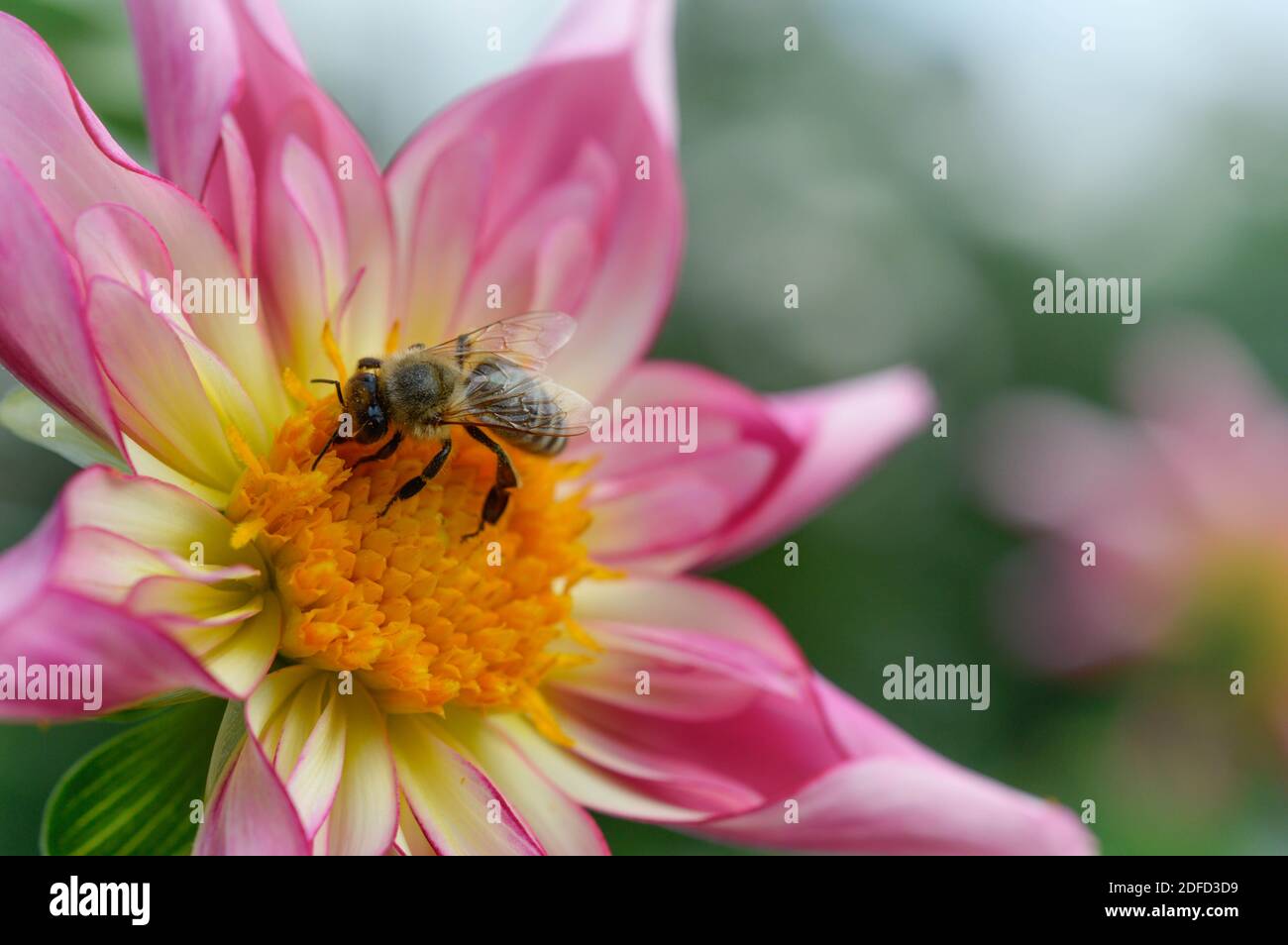 Dahlia fancy pants hi-res stock photography and images - Alamy