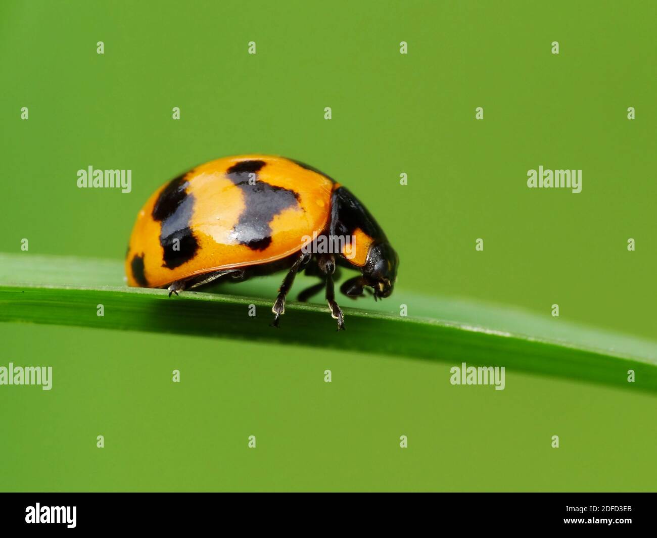 Insect activity in daily life Stock Photo - Alamy