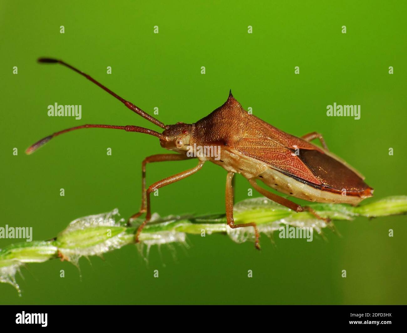 Insect activity in daily life Stock Photo - Alamy