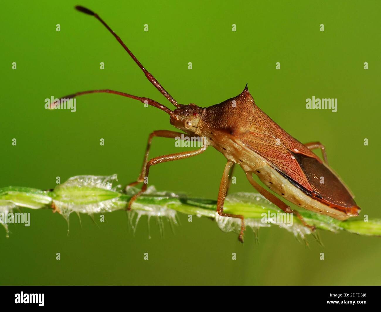 Insect activity in daily life Stock Photo - Alamy