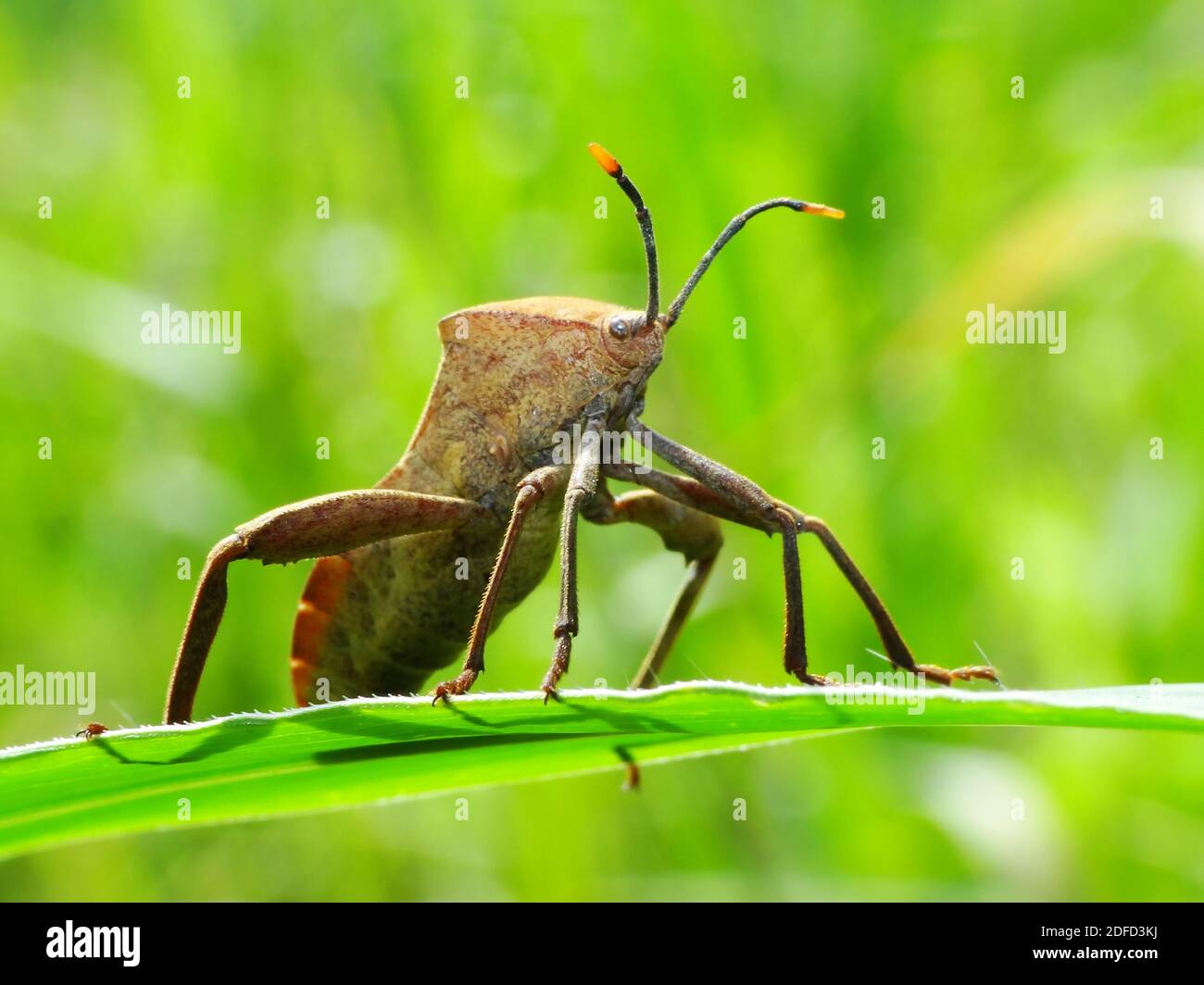 Insect activity in daily life Stock Photo - Alamy