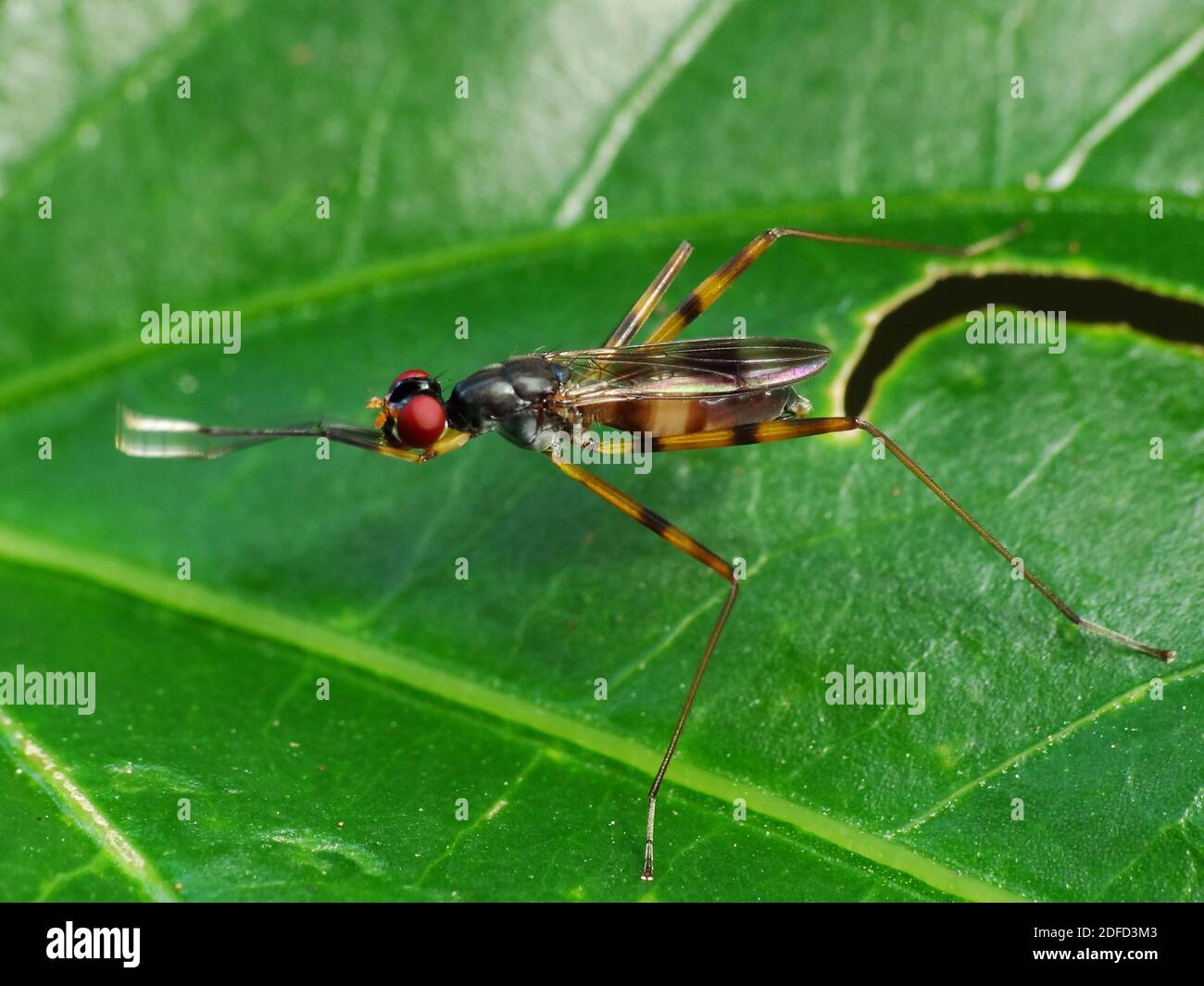 Insect activity in daily life Stock Photo - Alamy