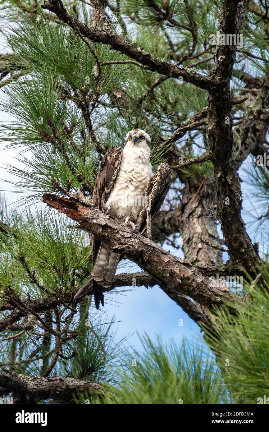 Osprey on pine hi-res stock photography and images - Alamy