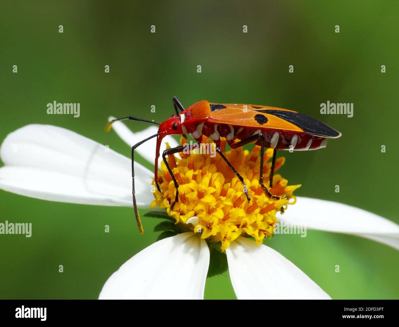 Insect activity in daily life Stock Photo - Alamy