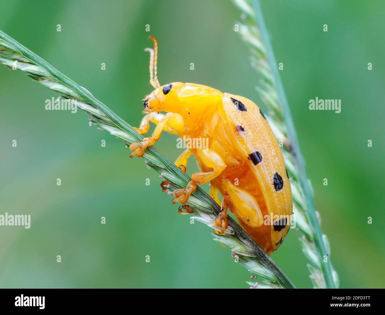 Insect activity in daily life Stock Photo - Alamy