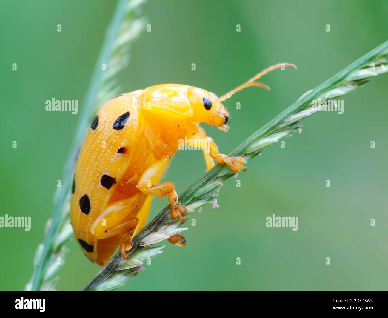 Insect activity in daily life Stock Photo - Alamy
