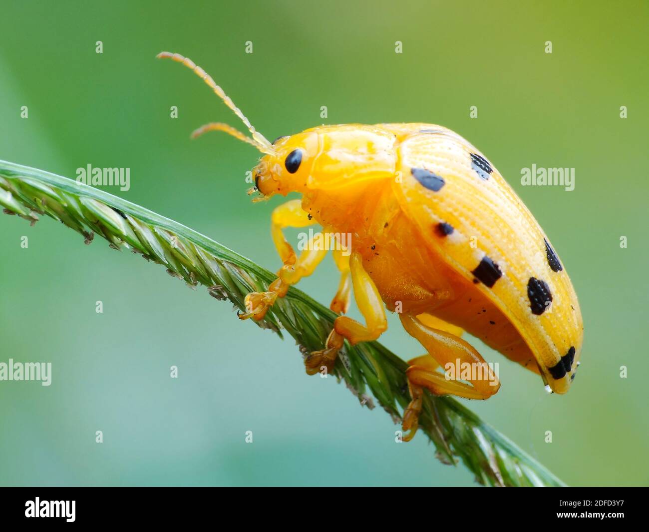 Insect activity in daily life Stock Photo - Alamy