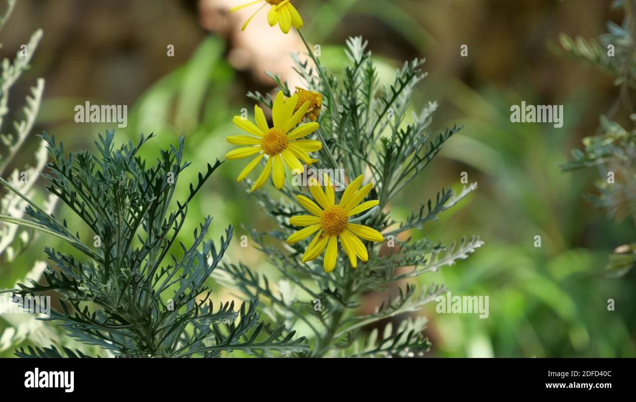 Euroyops hi-res stock photography and images - Alamy
