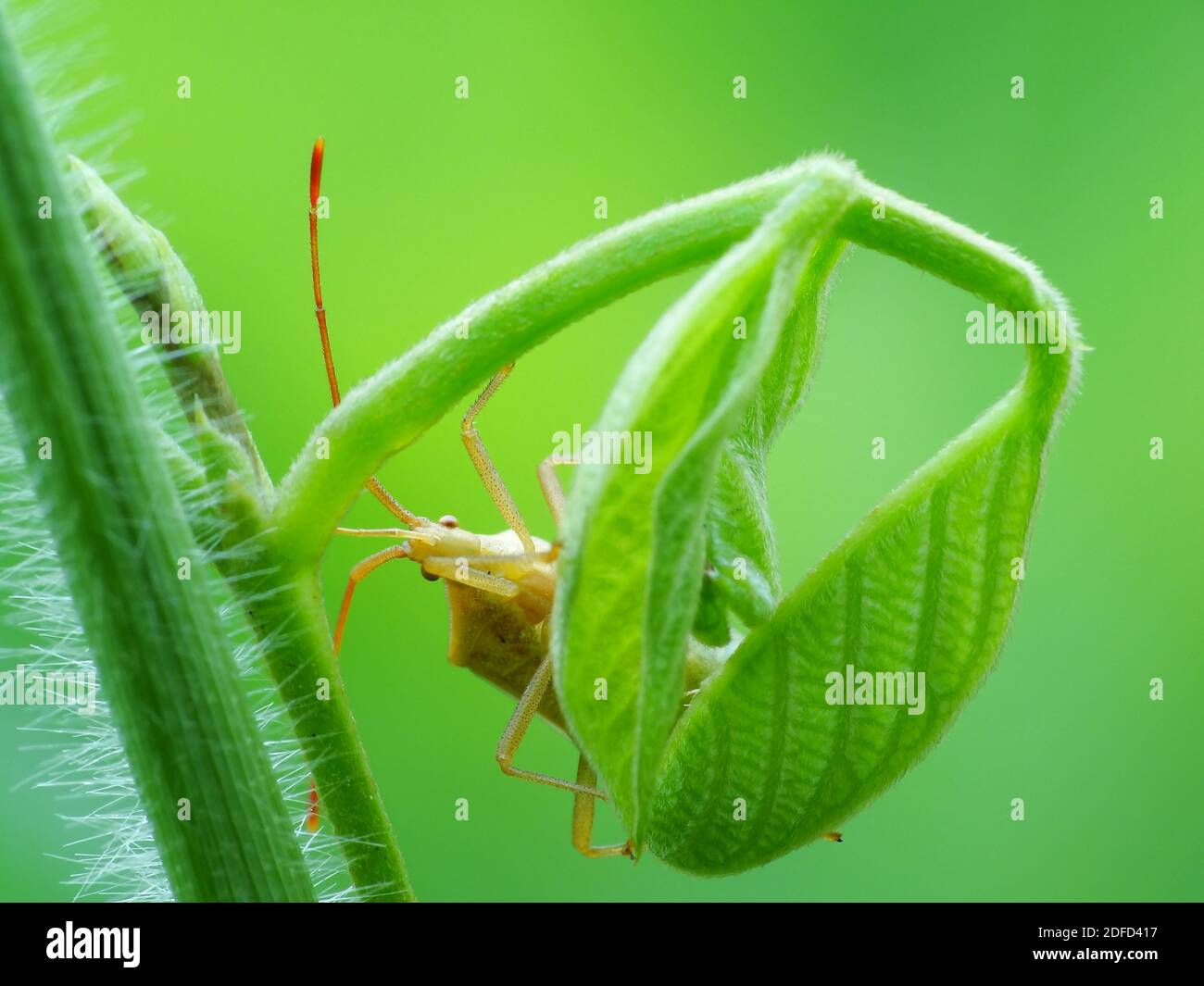 Insect eye organ wing hi-res stock photography and images - Alamy