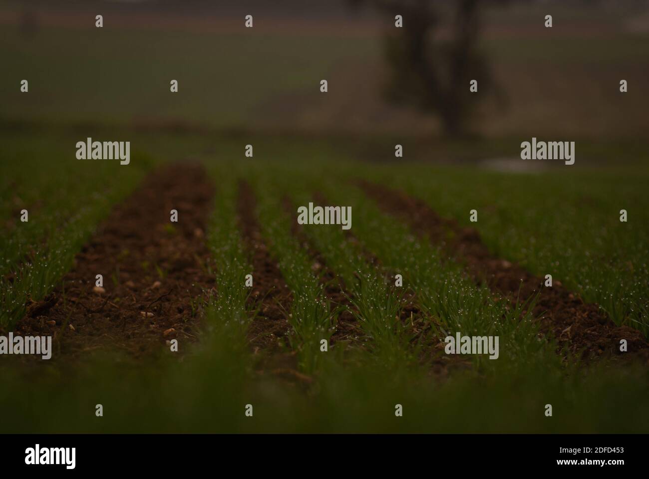 a sowed field with green grass and brown soil Stock Photo - Alamy