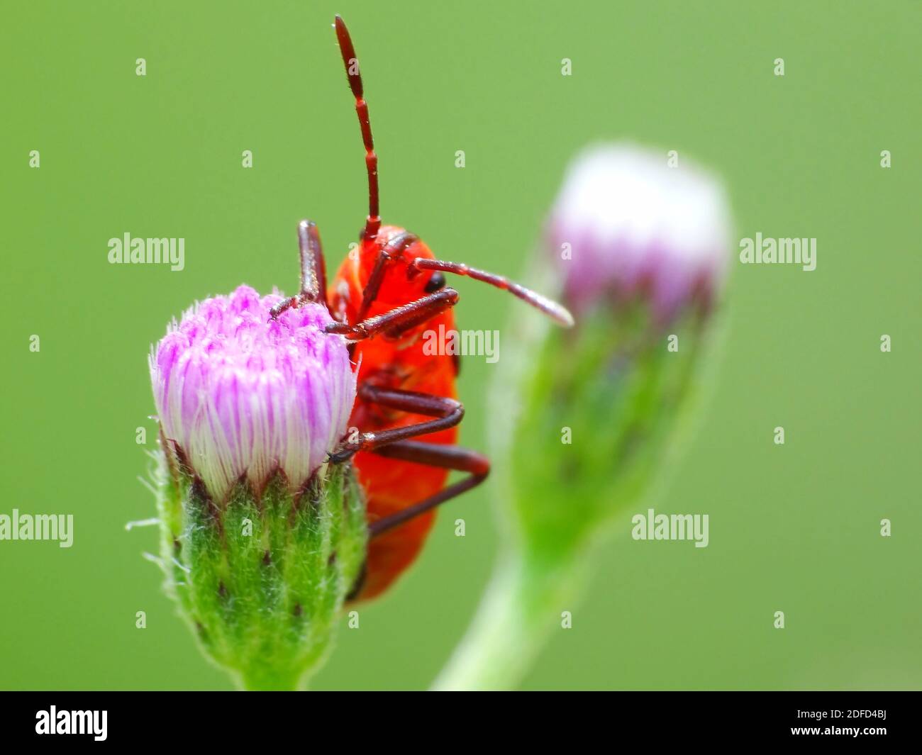 Insect activity in daily life Stock Photo - Alamy