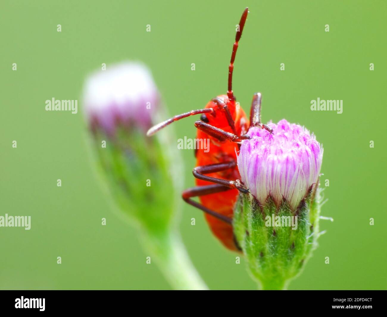 Insect activity in daily life Stock Photo - Alamy