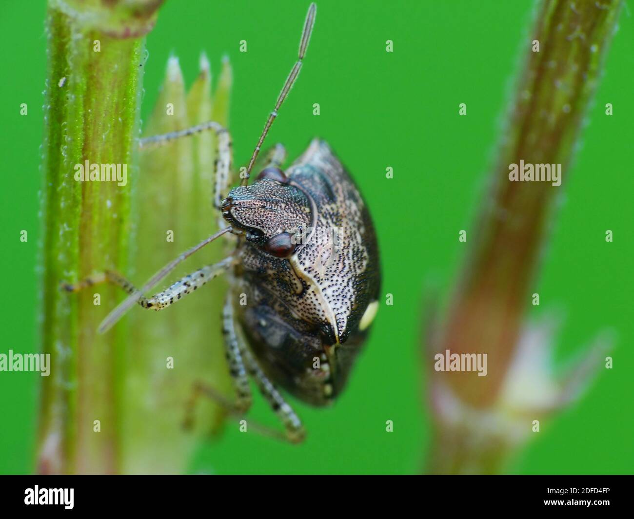 Insect eye organ wing hi-res stock photography and images - Alamy