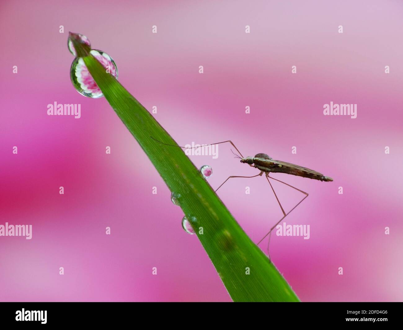 Insect activity in daily life Stock Photo - Alamy