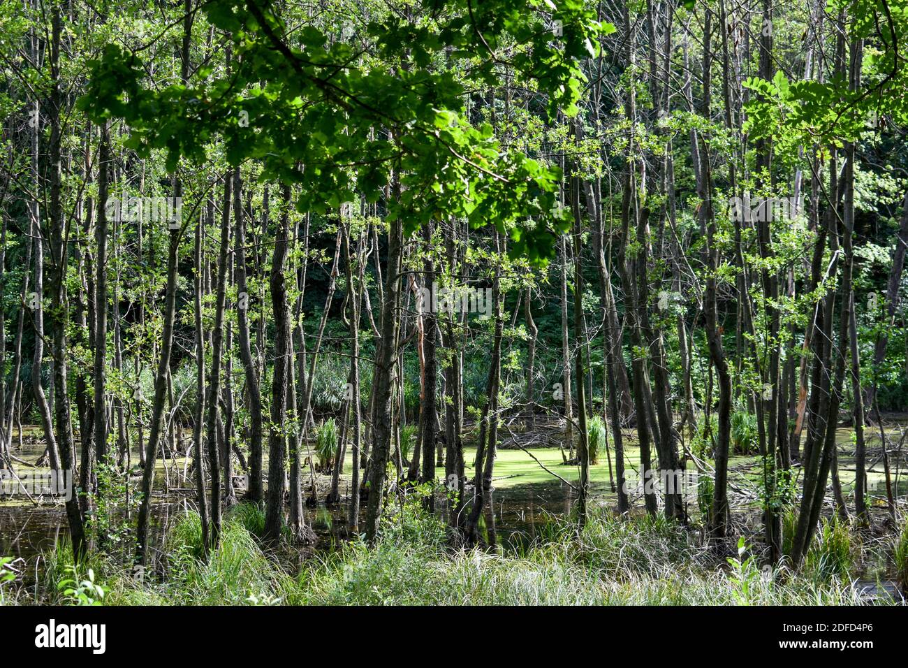 Swamp with dense vegetation Stock Photo - Alamy
