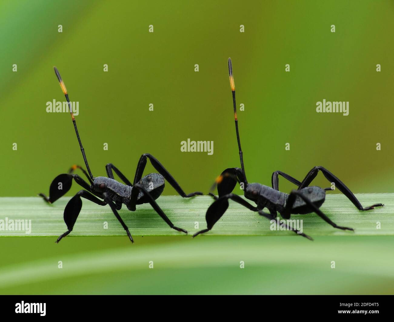 Insect activity in daily life Stock Photo - Alamy