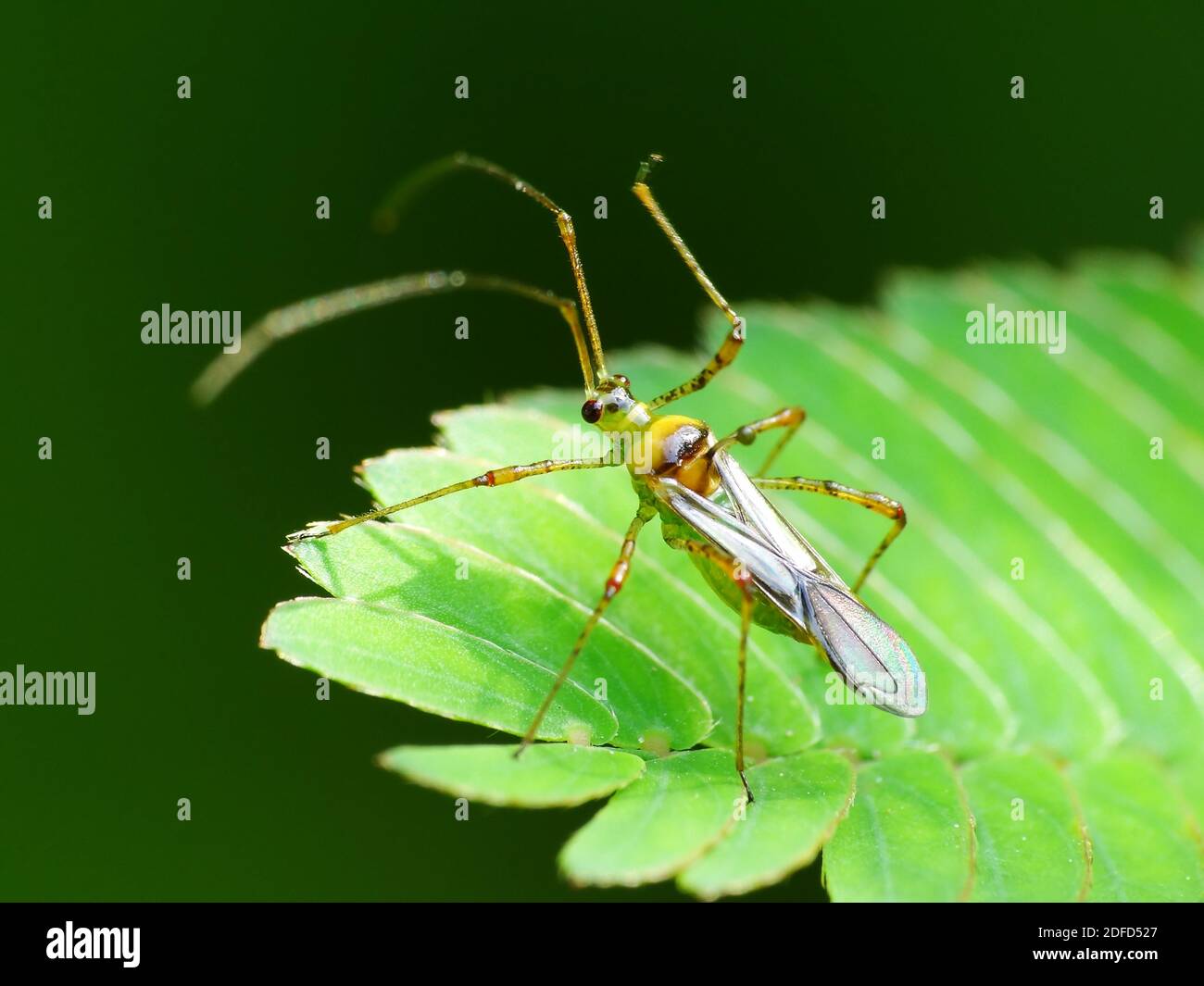 Insect activity in daily life Stock Photo - Alamy