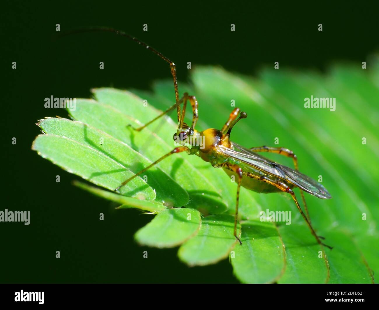 Insect activity in daily life Stock Photo - Alamy