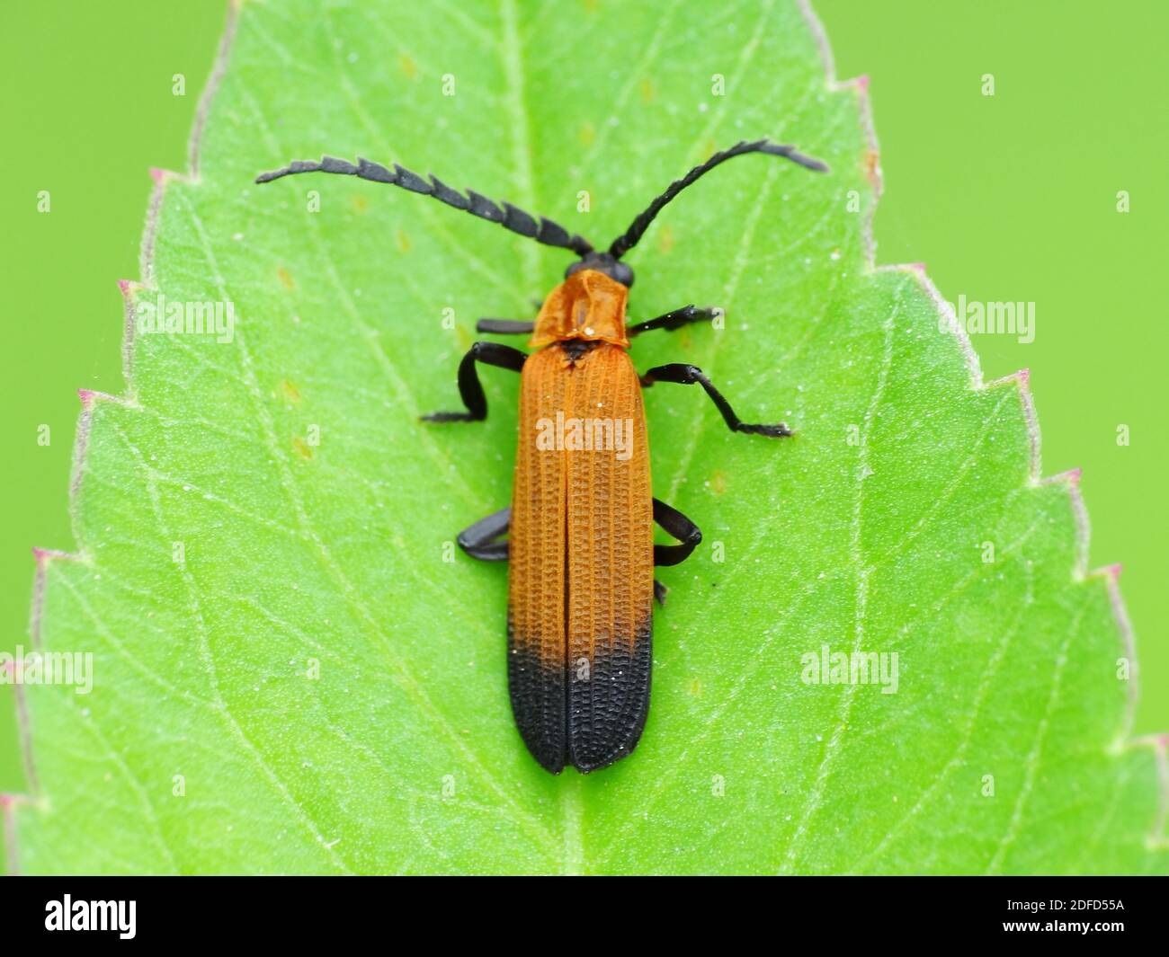 Insect activity in daily life Stock Photo - Alamy