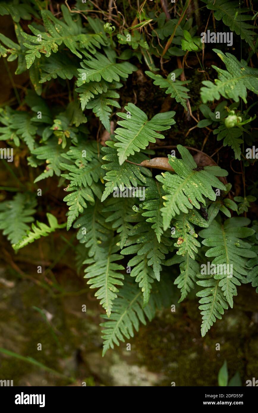 Polypodium vulgare a hi-res stock photography and images - Alamy