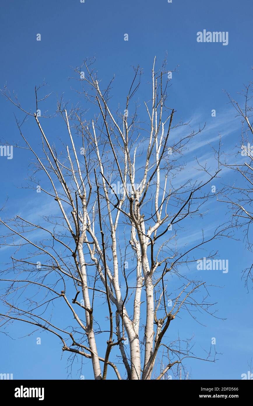Silver poplar in winter hi-res stock photography and images - Alamy