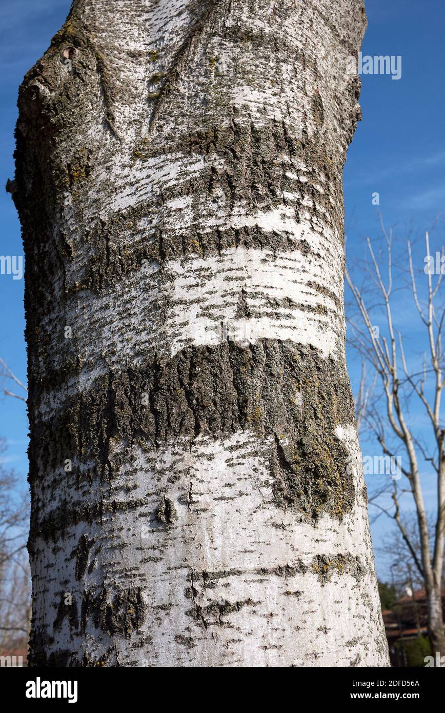 Silver poplar in winter hi-res stock photography and images - Alamy