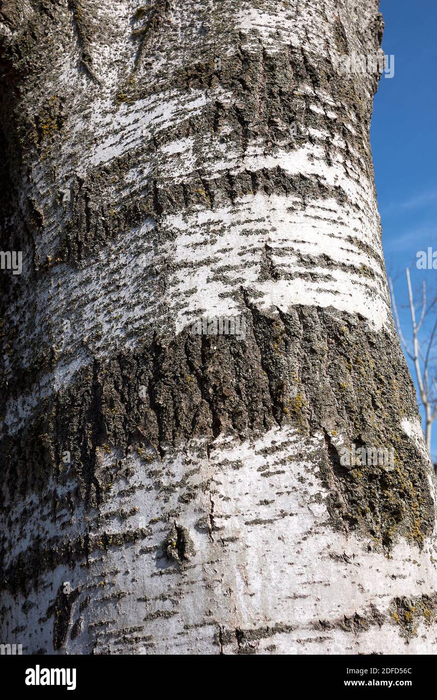 Silver poplar in winter hi-res stock photography and images - Alamy