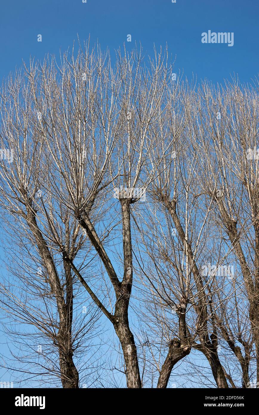 Grey poplar populus canescens hi-res stock photography and images - Alamy