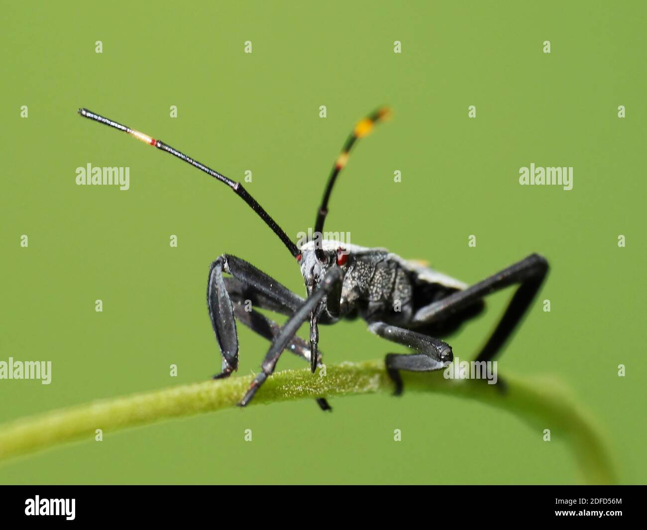 Insect activity in daily life Stock Photo - Alamy