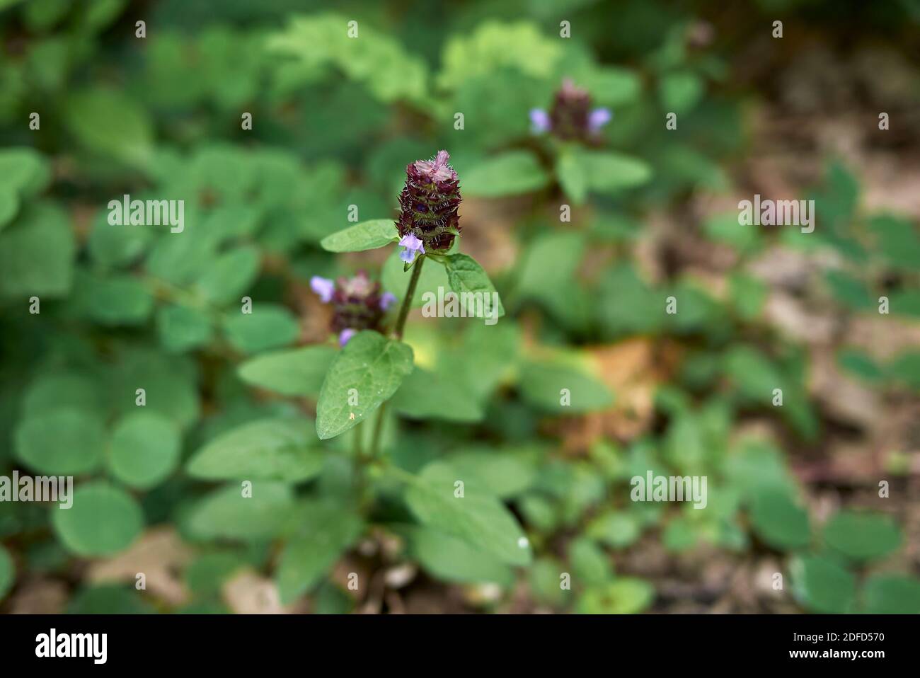 Prunella vulgaris leaves and purple inflorescence Stock Photo - Alamy