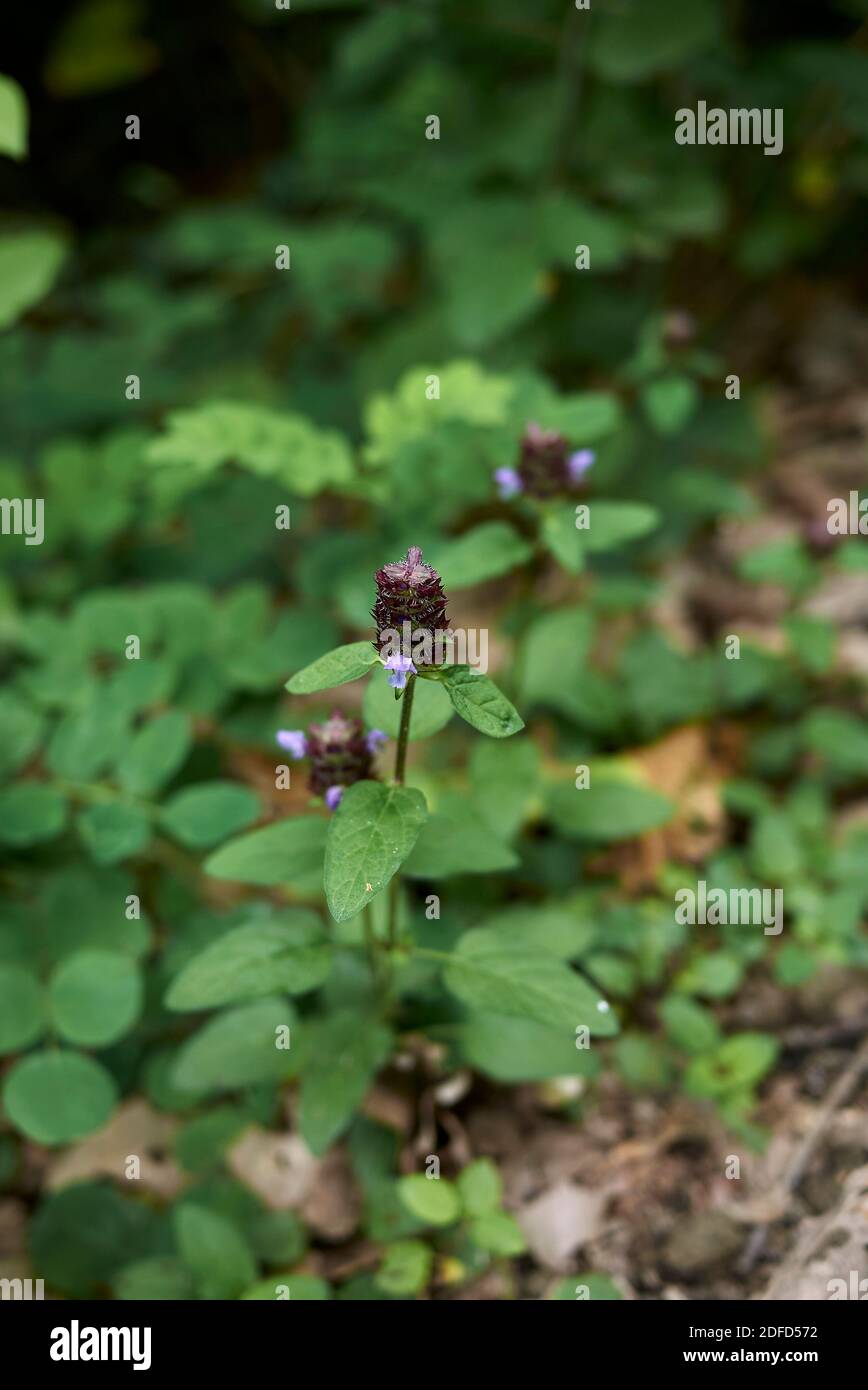 Prunella vulgaris leaves and purple inflorescence Stock Photo - Alamy