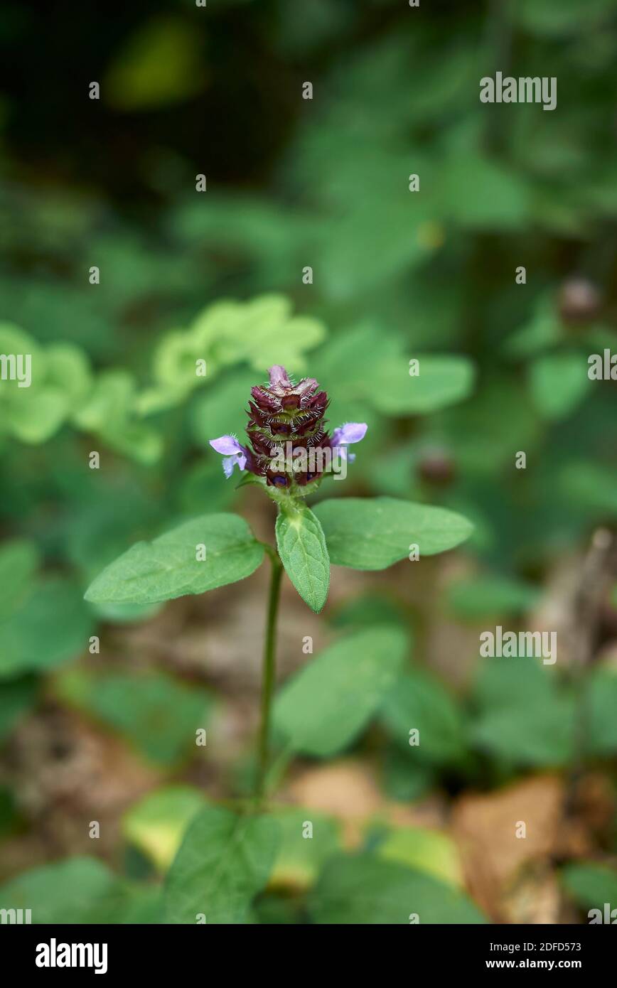 Prunella vulgaris leaves and purple inflorescence Stock Photo - Alamy