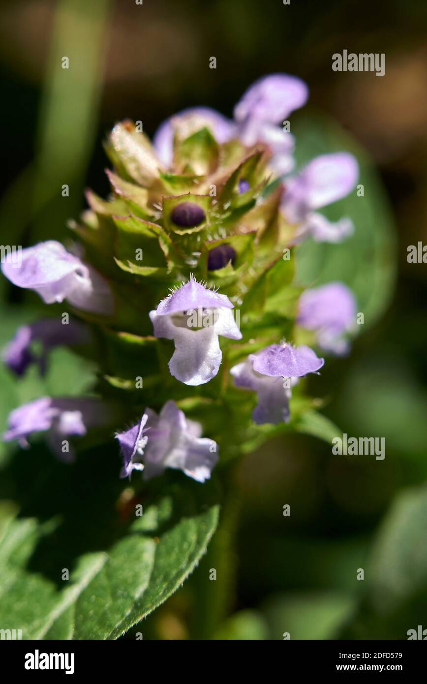 Prunella vulgaris leaves and purple inflorescence Stock Photo - Alamy