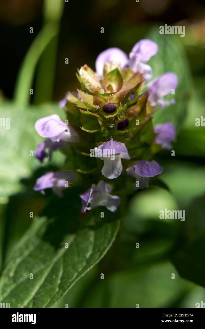 Prunella vulgaris leaves and purple inflorescence Stock Photo - Alamy