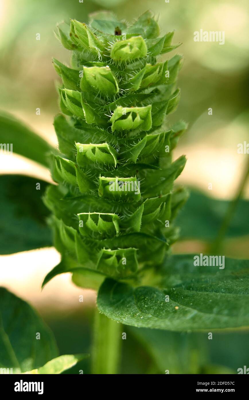Prunella vulgaris leaves and purple inflorescence Stock Photo - Alamy