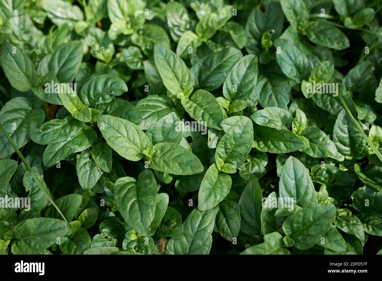Prunella vulgaris leaves and purple inflorescence Stock Photo - Alamy