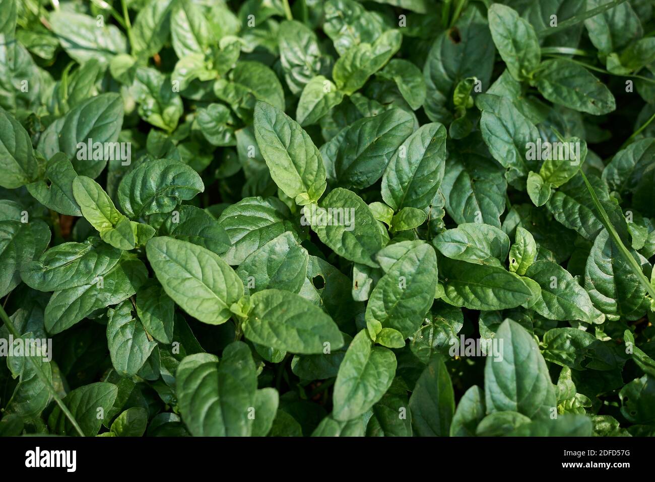 Prunella vulgaris leaves and purple inflorescence Stock Photo - Alamy