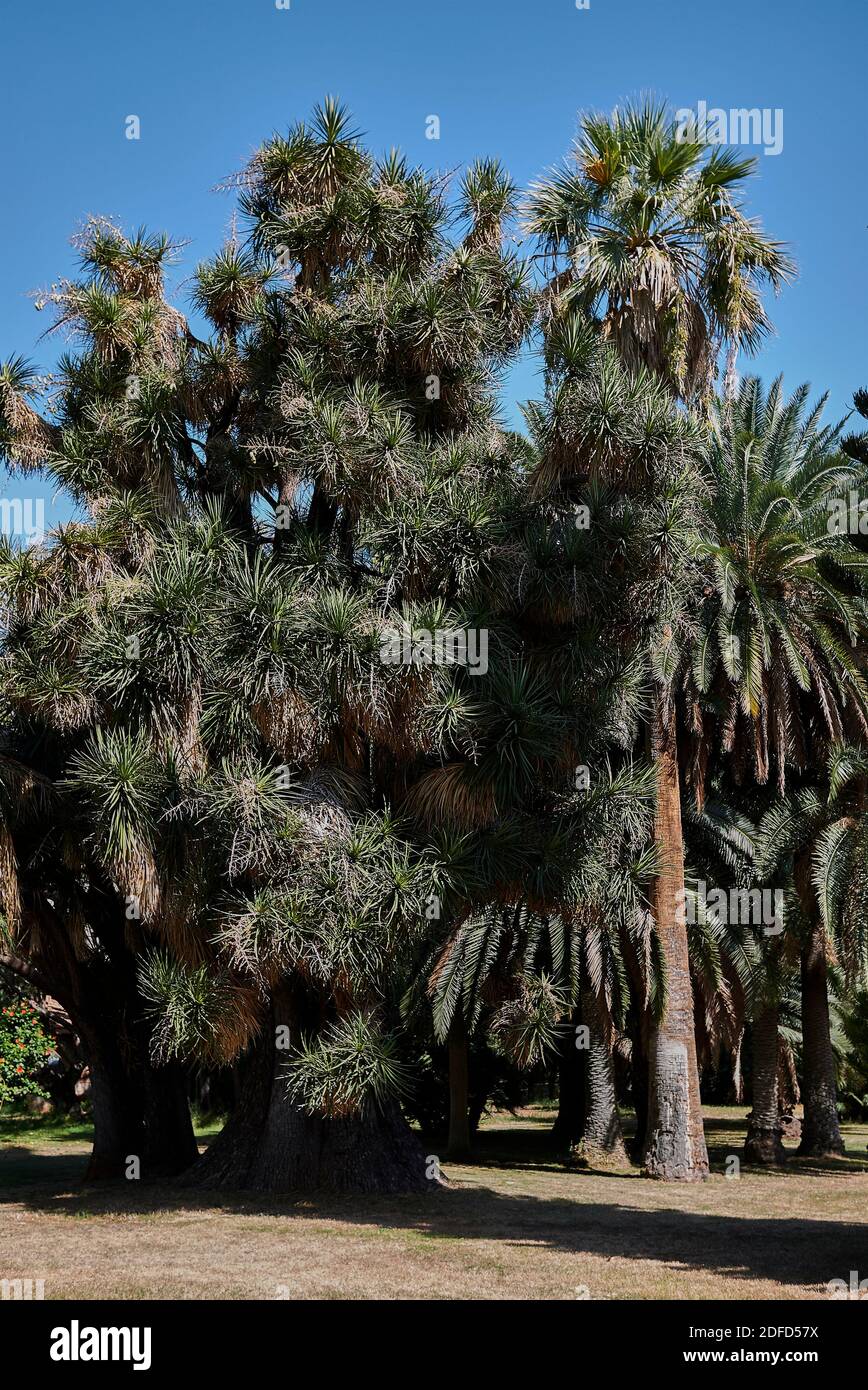 Yucca australis plant in an ornamental garden Stock Photo - Alamy