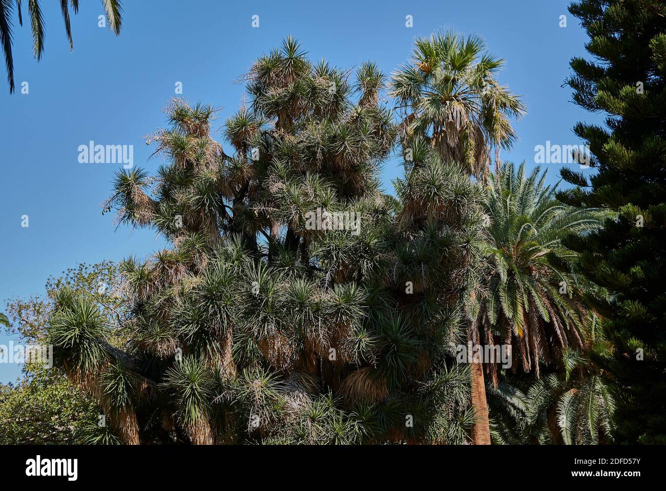 Yucca australis plant in an ornamental garden Stock Photo - Alamy