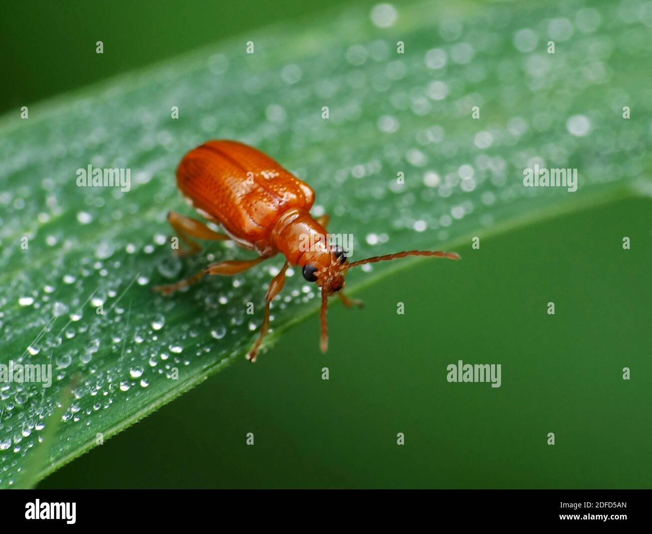 Insect activity in daily life Stock Photo - Alamy
