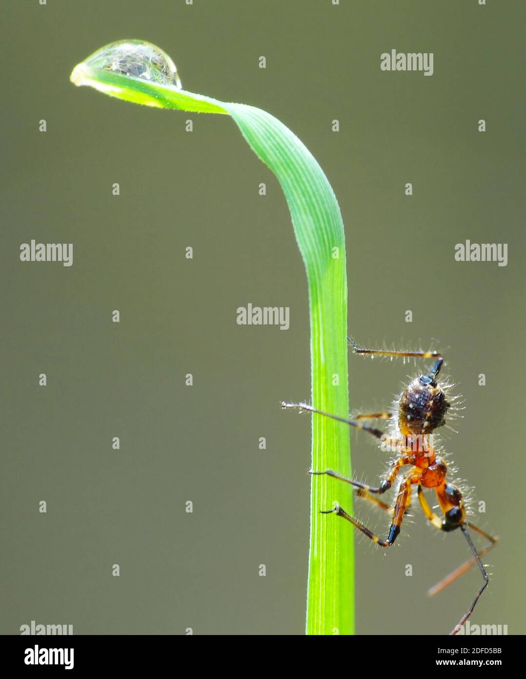 Insect activity in daily life Stock Photo - Alamy