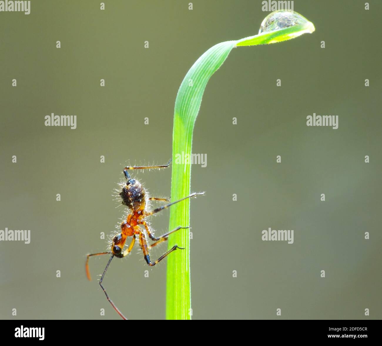 Insect activity in daily life Stock Photo - Alamy