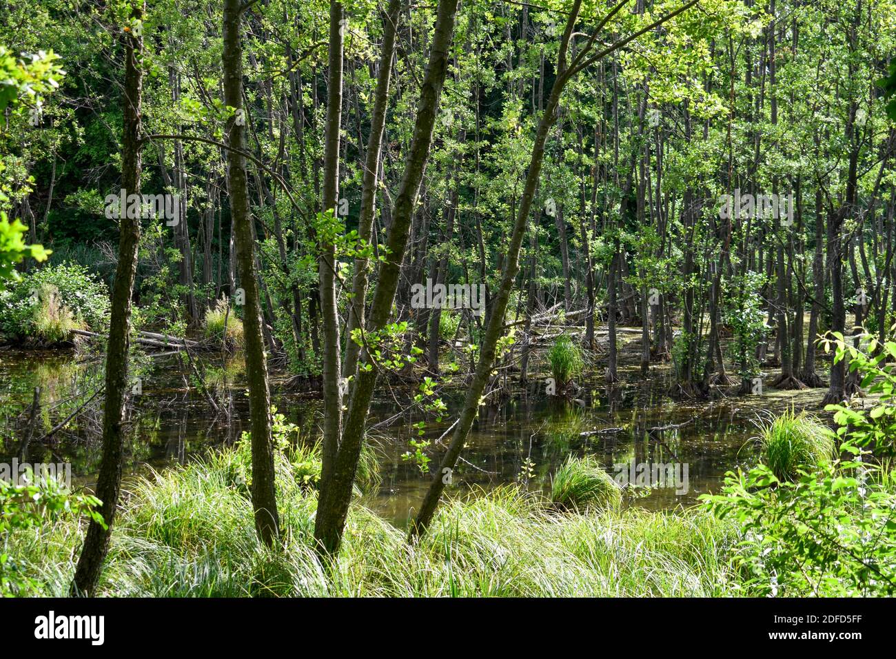 Swamp in summer hi-res stock photography and images - Alamy